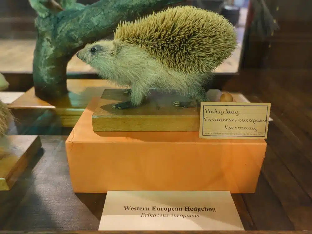 The L.C. Bates Museum | The Most Interesting Museum in Maine? - New England