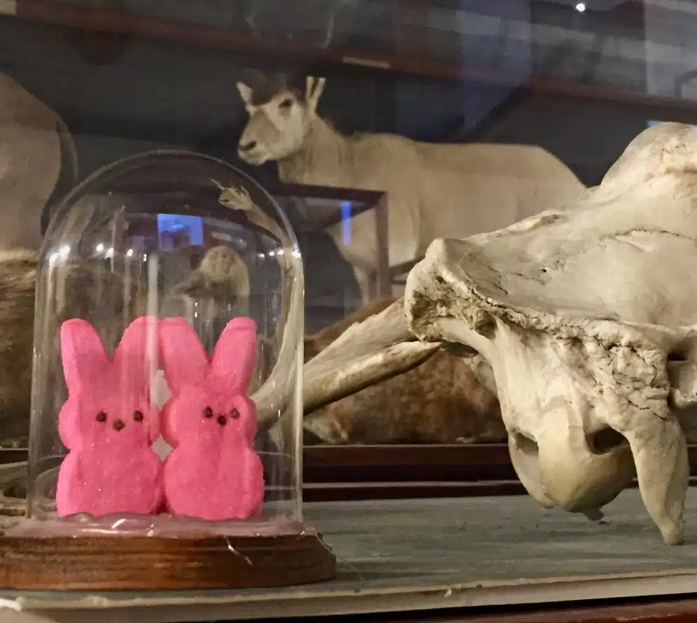 The L.C. Bates Museum | The Most Interesting Museum in Maine? - New England