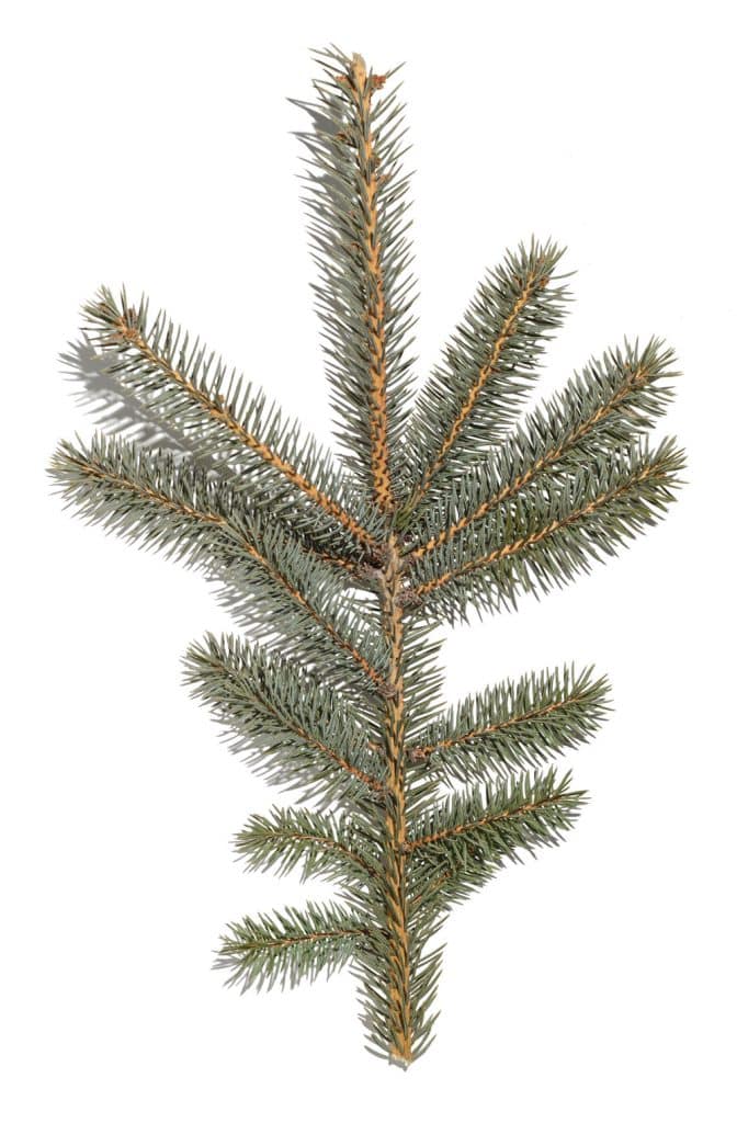 Christmas Tree 101 | Types, Tips & Trivia