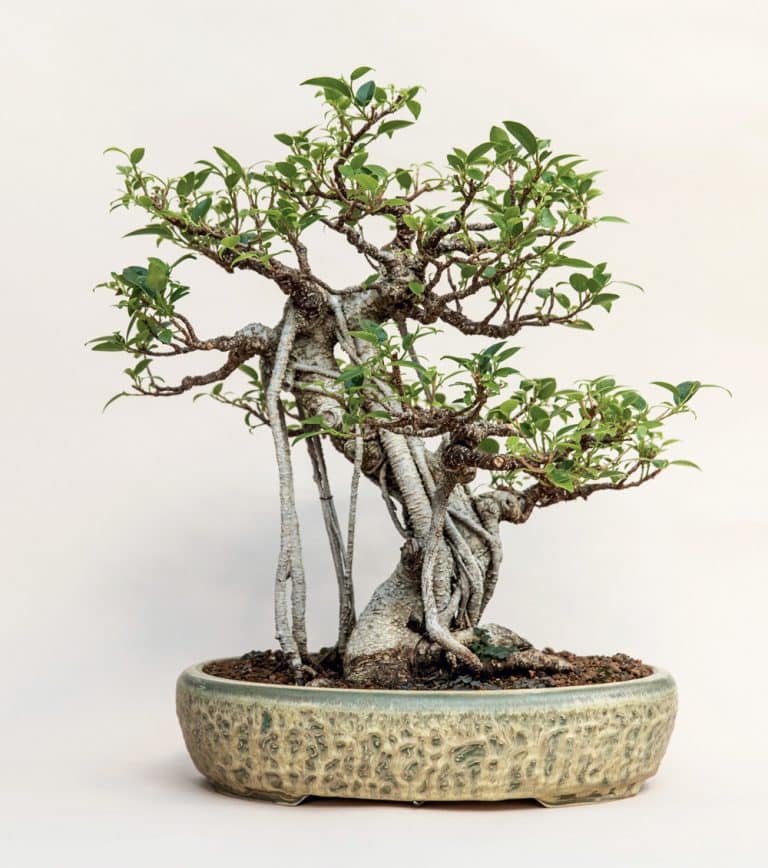 A Living Art at Bonsai West in Littleton, Massachusetts | Garden ...