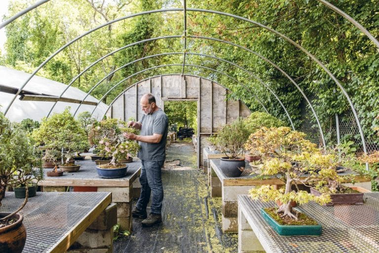 A Living Art at Bonsai West in Littleton, Massachusetts | Garden ...