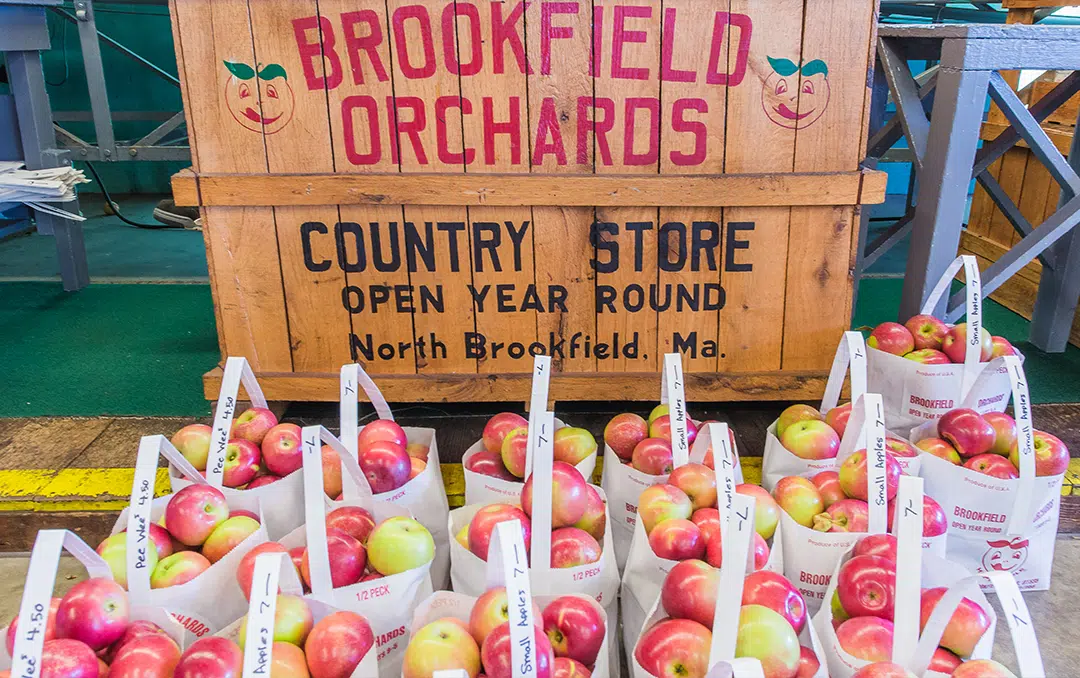 Discover Fall Farms and Festivals in Central Massachusetts