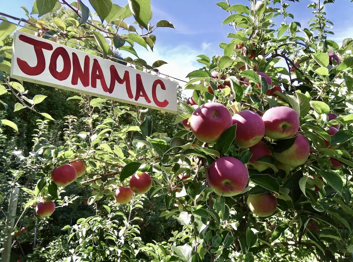 Best 5 Family-Friendly Apple Orchards - New England