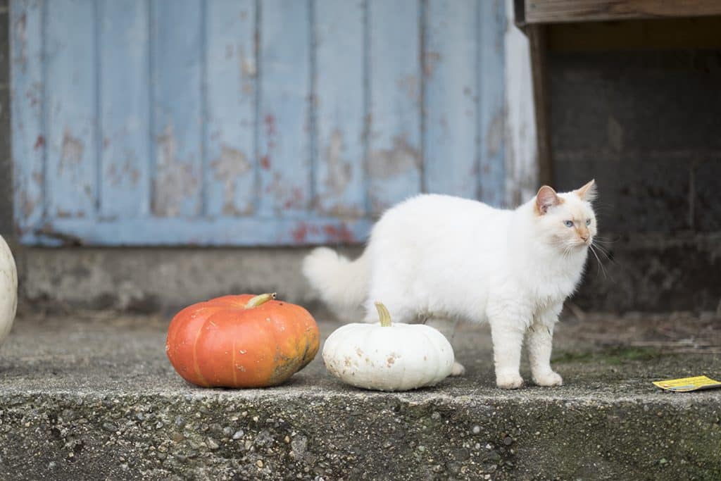 Scenes from Coppal House Farm in Lee, New Hampshire