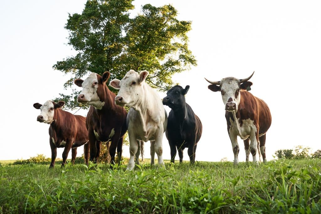 Scenes from the New England Farm Coast in Summer