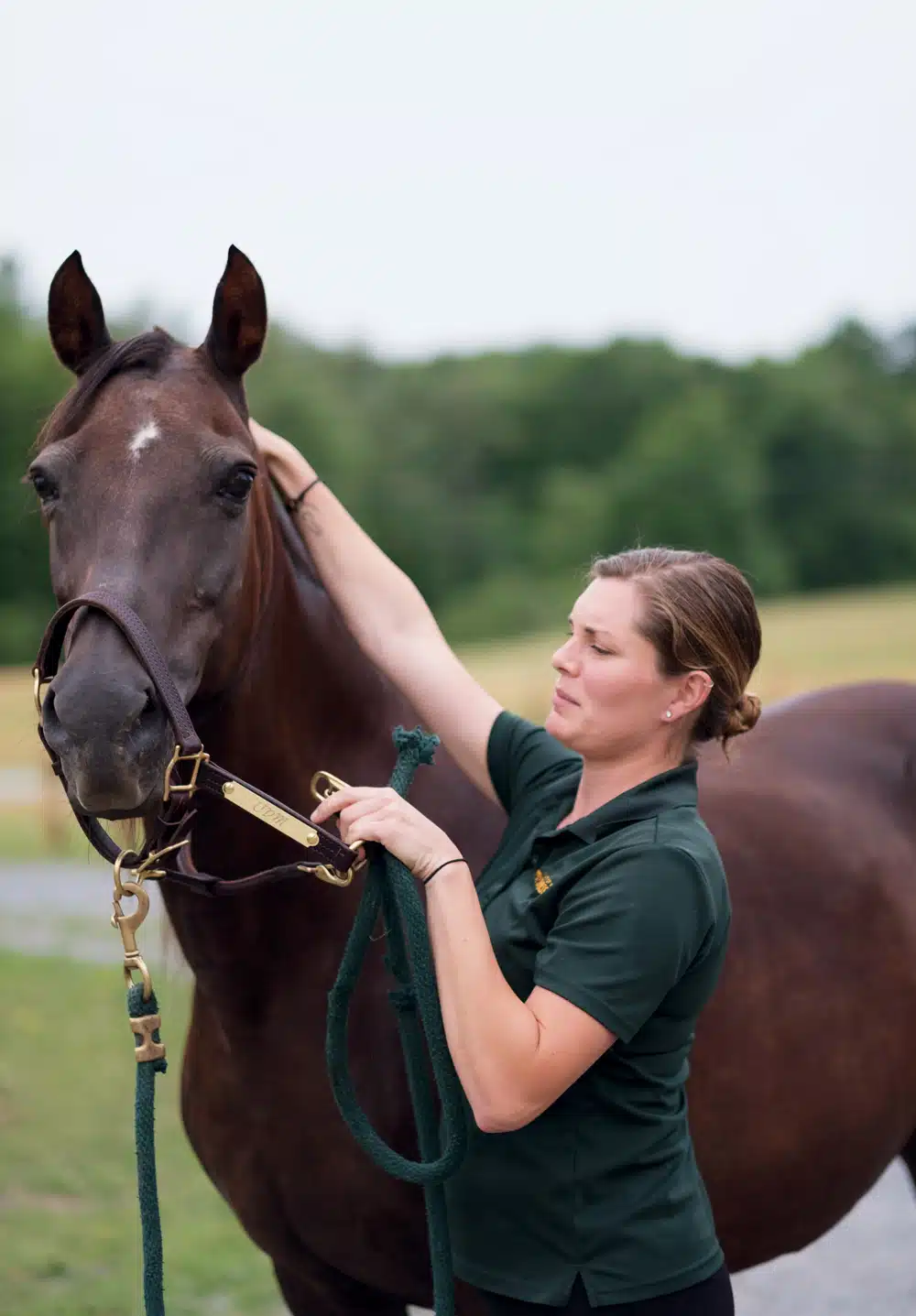 The University of Vermont’s Morgan Horse Farm | The Horse That Changed ...