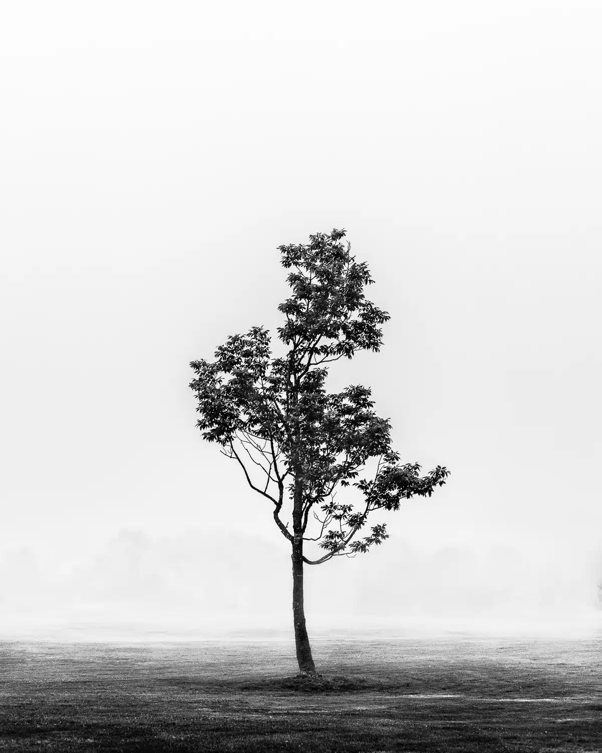 Tree Branch Photography