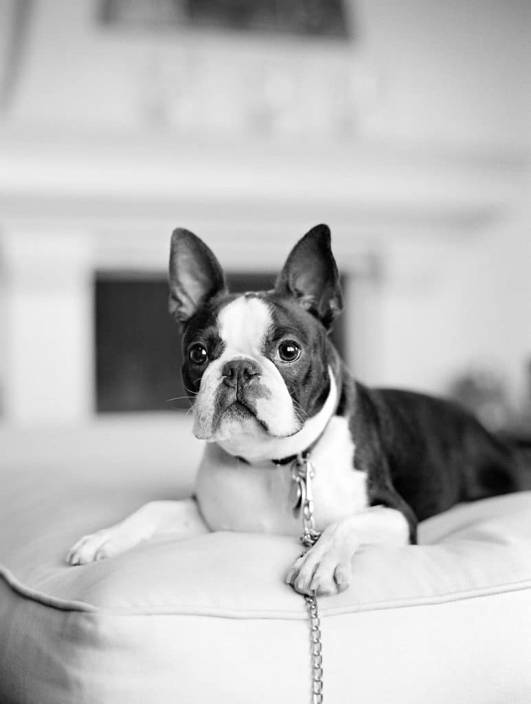 Dog Portraits | Featured Photographer Jesse Freidin - New England
