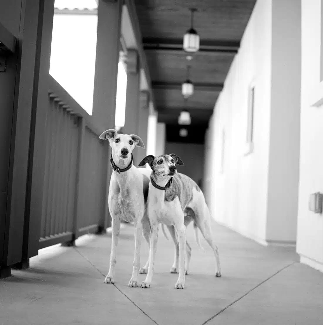 Dog Portraits | Featured Photographer Jesse Freidin - New England