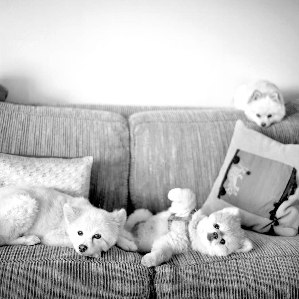 Dog Portraits | Featured Photographer Jesse Freidin - New England