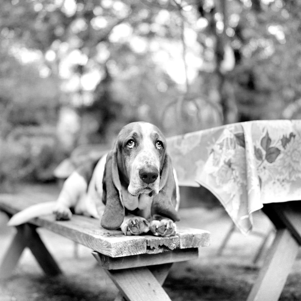 Dog Portraits | Featured Photographer Jesse Freidin - New England