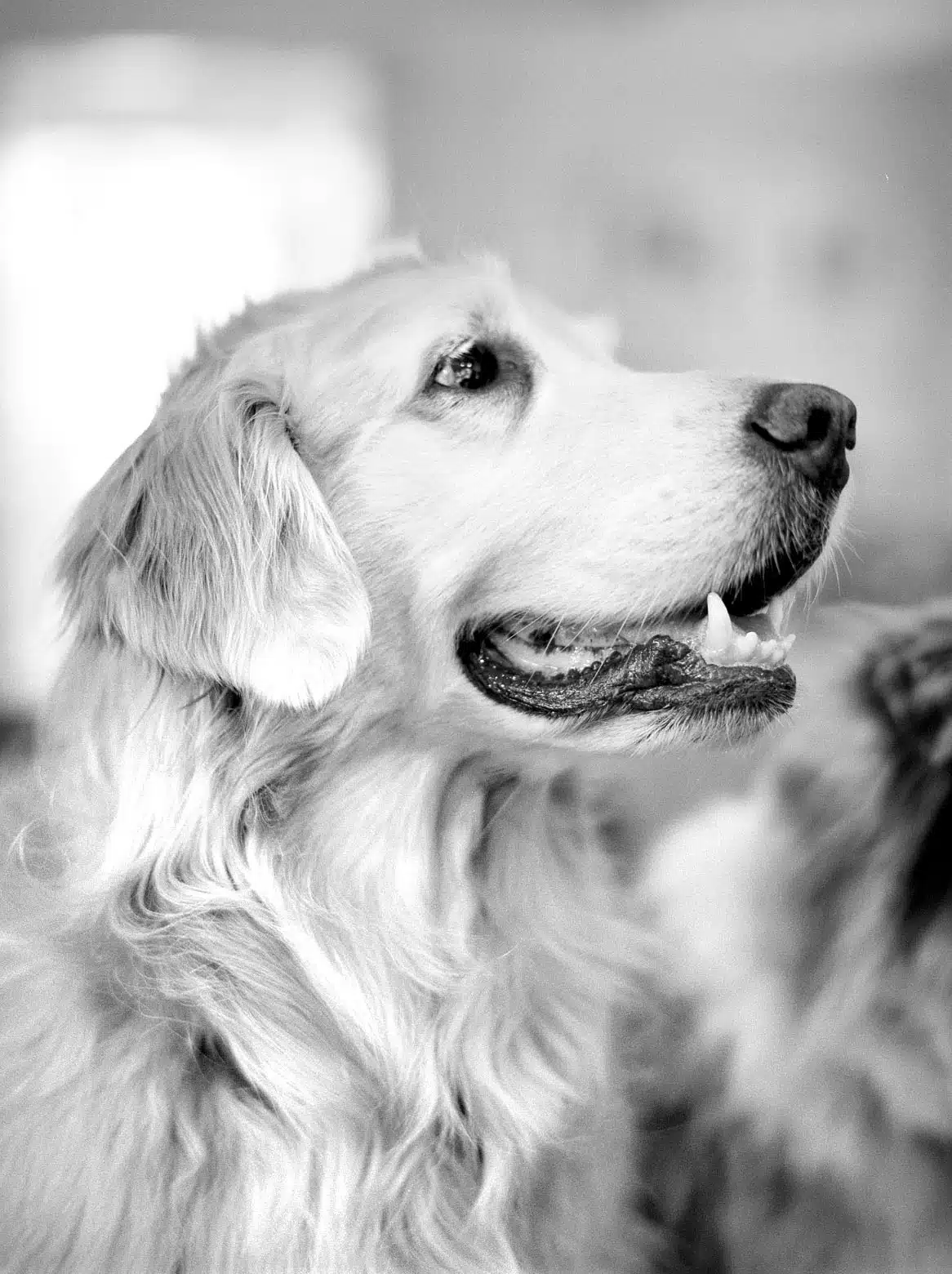 Dog Portraits | Featured Photographer Jesse Freidin - New England