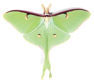 The Hours of the Moth