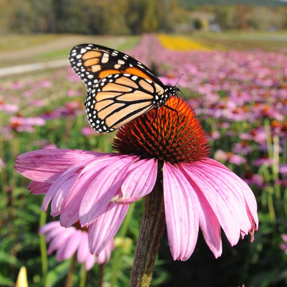 A Bay State Bouquet | Where to Find Flowers in Massachusetts - New England