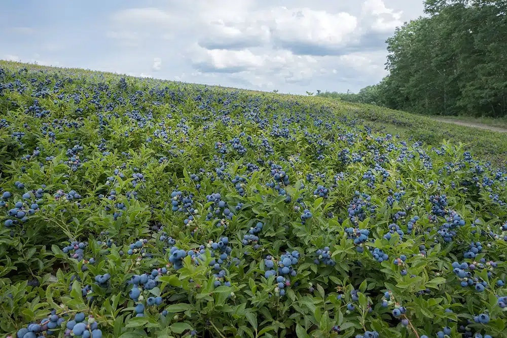 An Ode to Wild Maine Blueberries