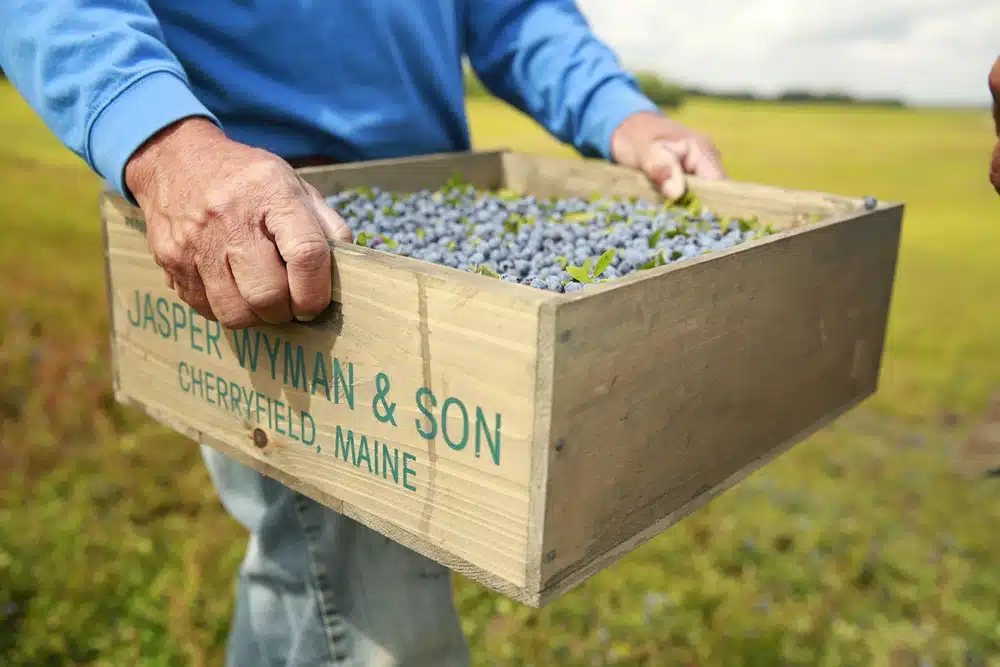 An Ode to Wild Maine Blueberries