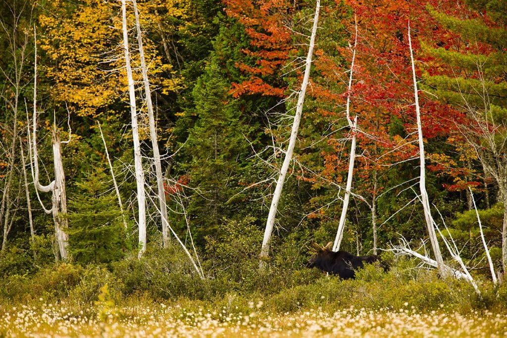 Northern Forests of New England | Photos - New England