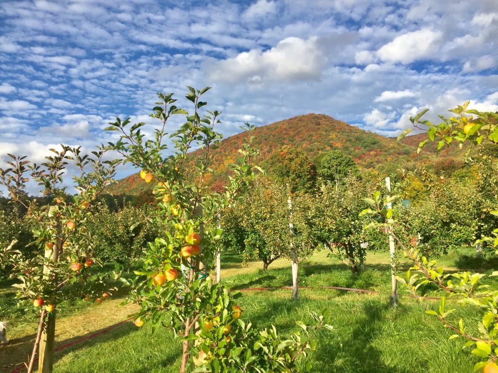 8 Most Beautiful Apple Orchards in New England - New England