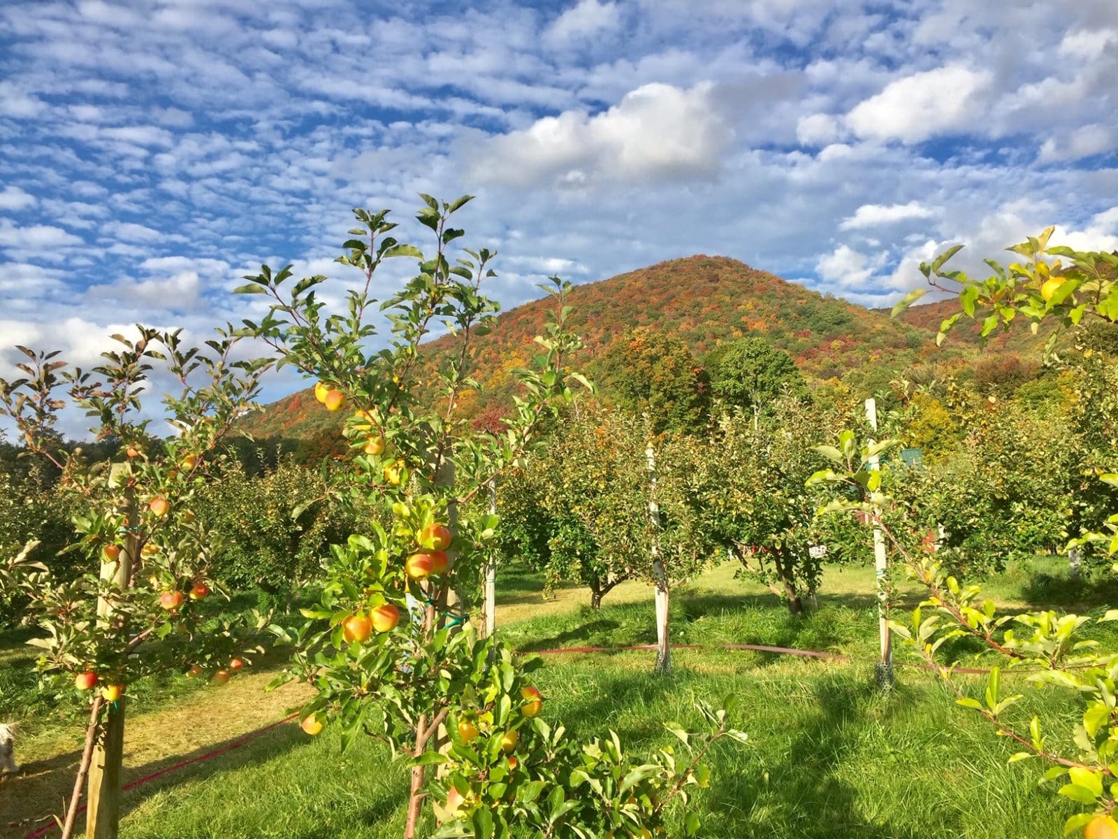 8 Most Beautiful Apple Orchards in New England - New England