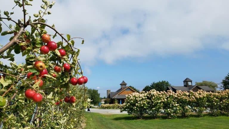 8 Most Beautiful Apple Orchards in New England