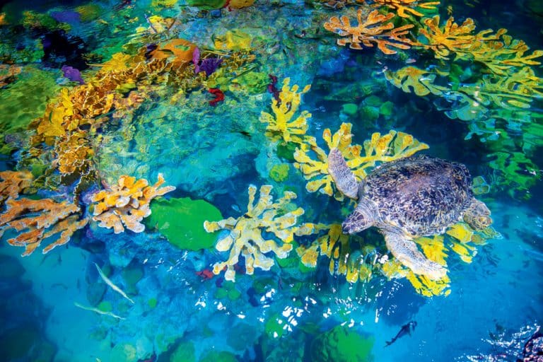 Myrtle the Turtle at the New England Aquarium | Queen of the Deep - New ...