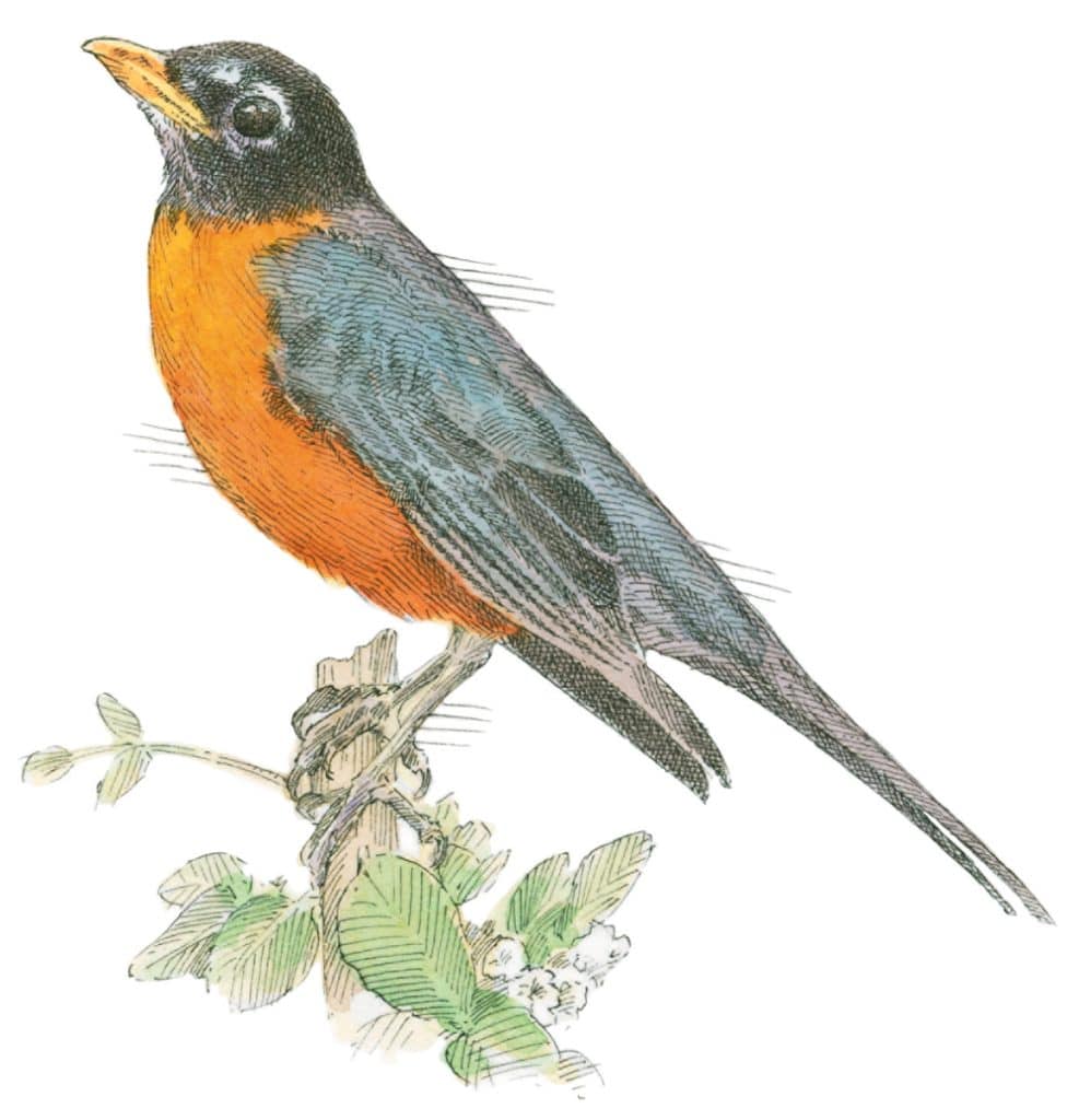 Rite of Return | A Connecticut Migratory Bird Parade - New England