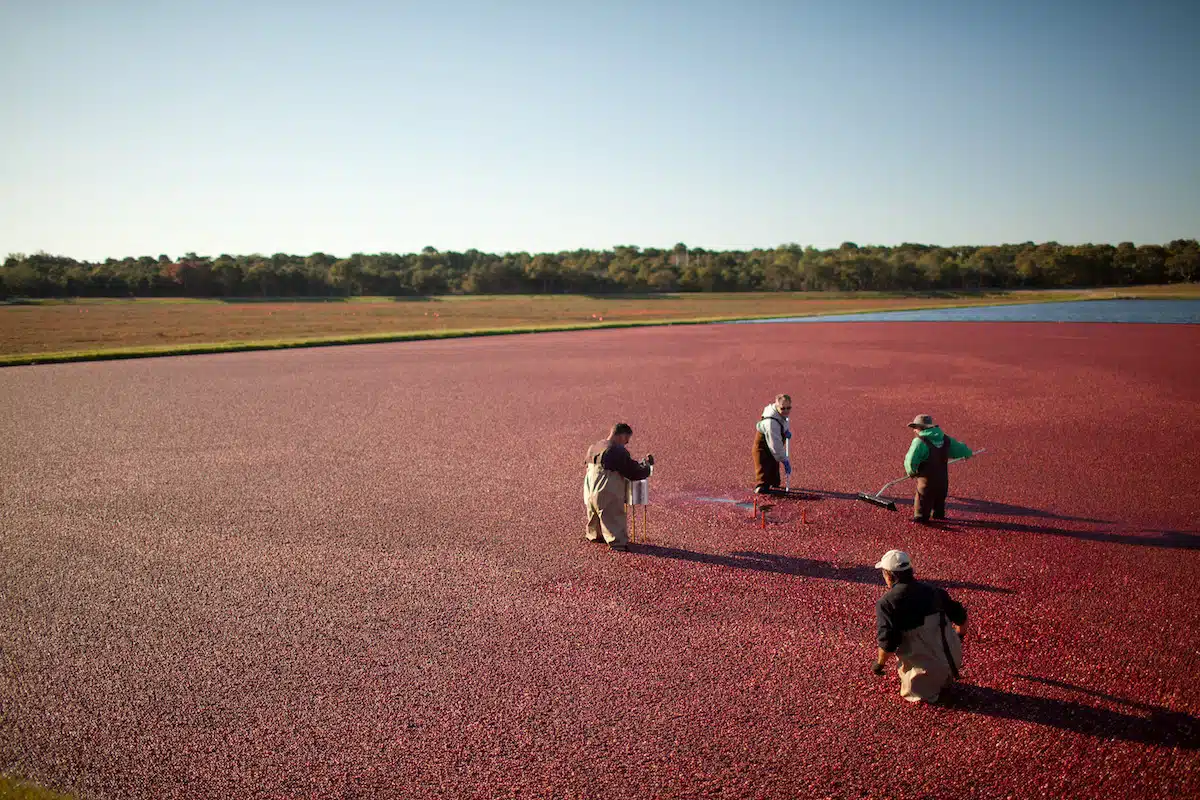 An Autumn Salute to Massachusetts Cranberries - New England