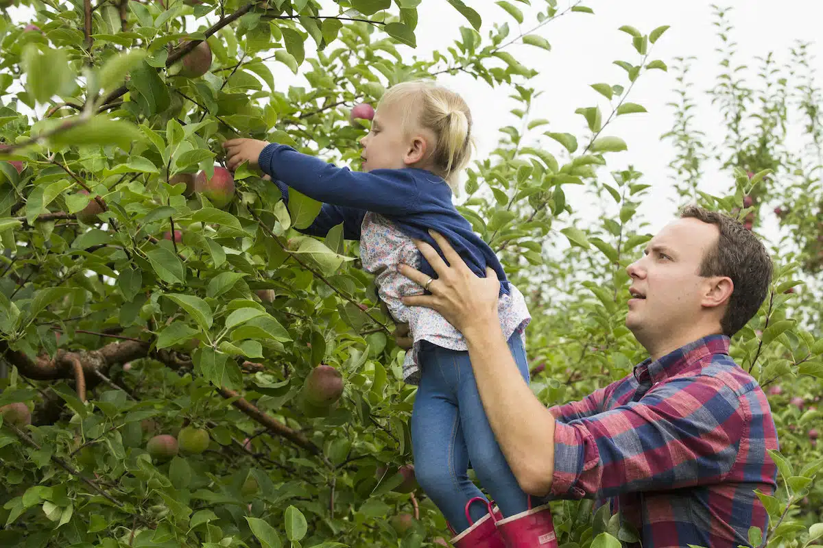 Best 5 Family-Friendly Apple Orchards - New England