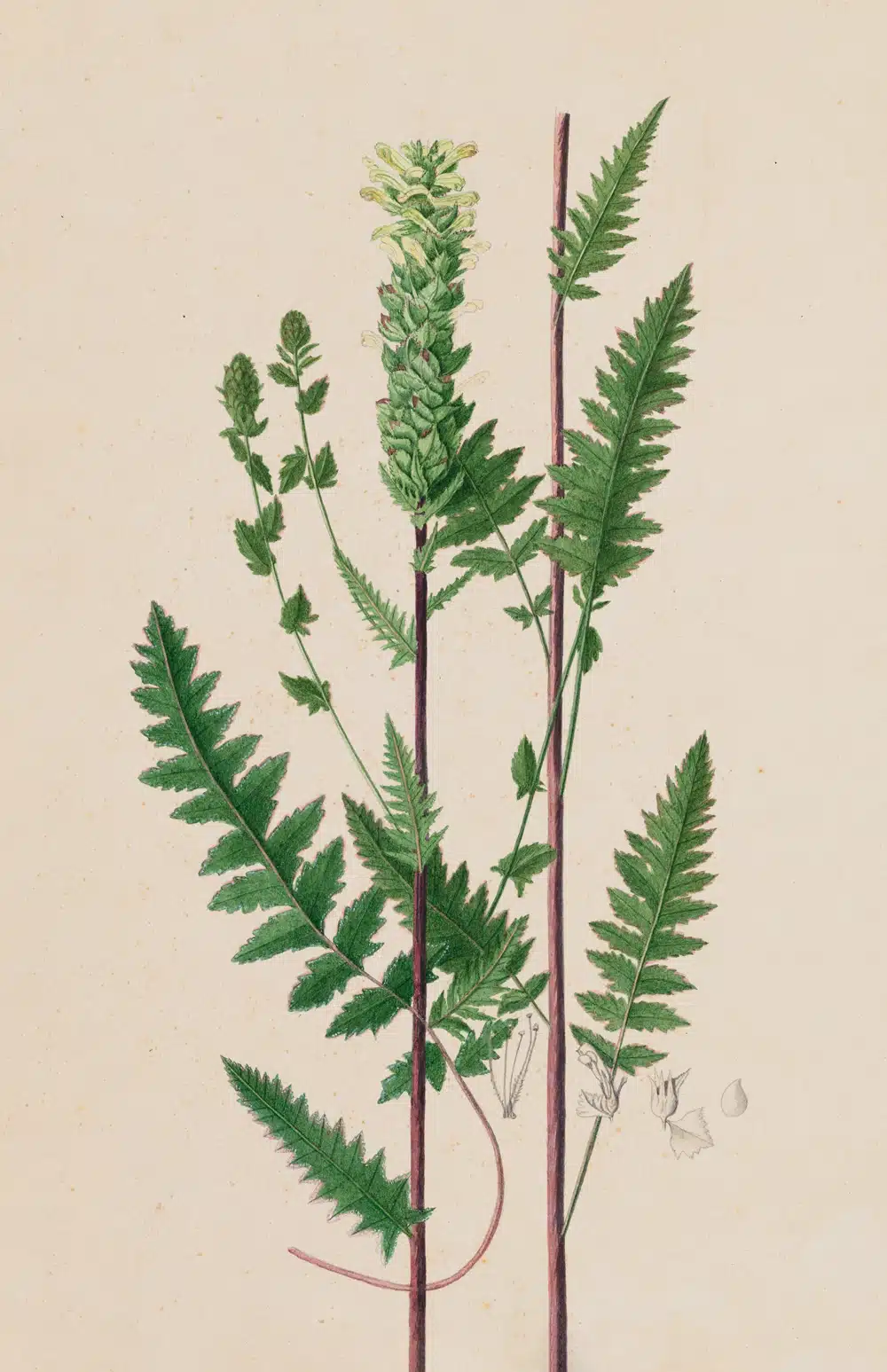 Furbish’s Lousewort | Up Close - New England