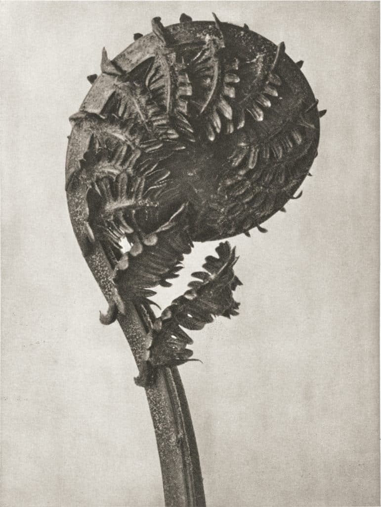 The Zen of Fiddleheads | First Person - New England