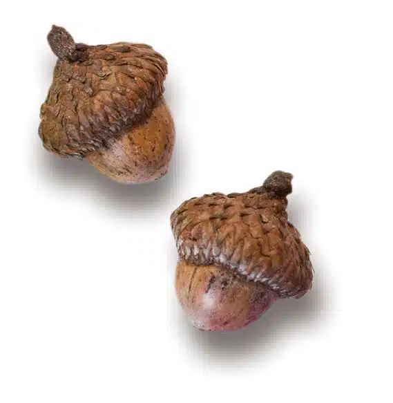 Make Acorn Refrigerator Magnets | Fall Craft - New England