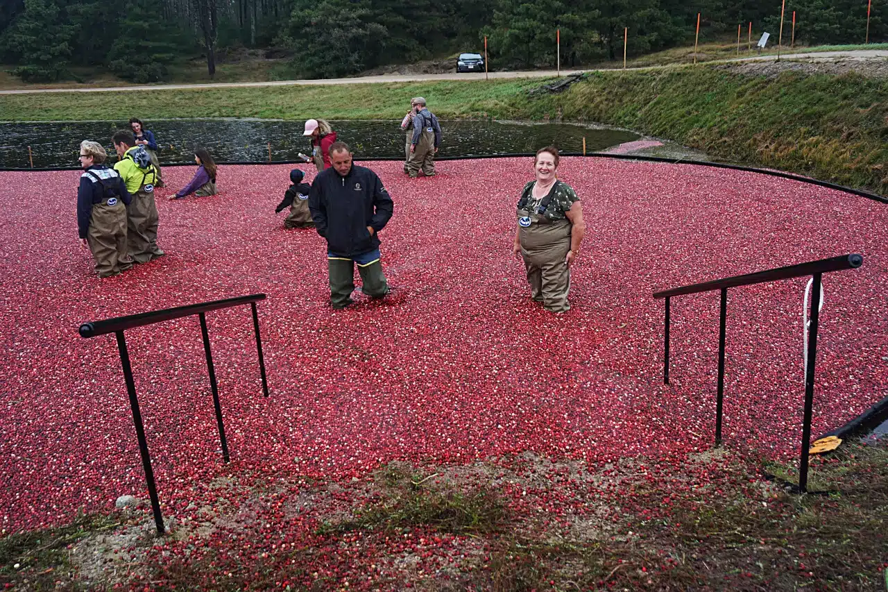 Scenes from the Annual Cranberry Harvest Celebration - New England