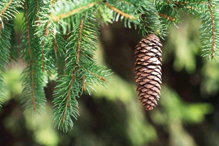 The Beauty & Benefits of Evergreen Conifer Trees