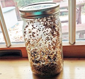 Grow Alfalfa Sprouts in a Jar | 5 Easy Steps - New England