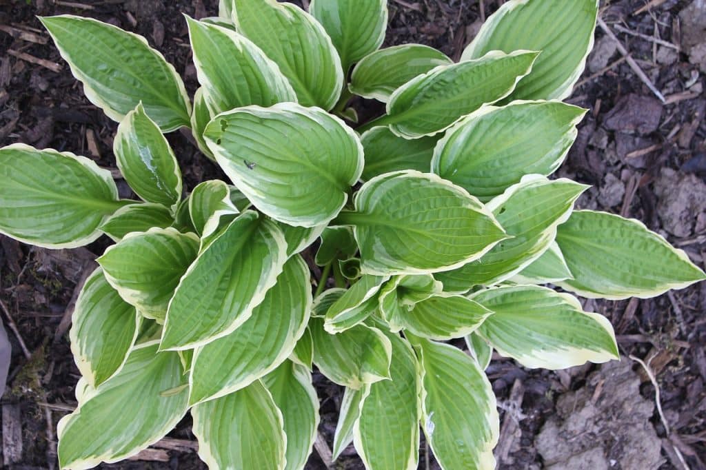 How to Divide Hostas | Instructions and Advice - New England