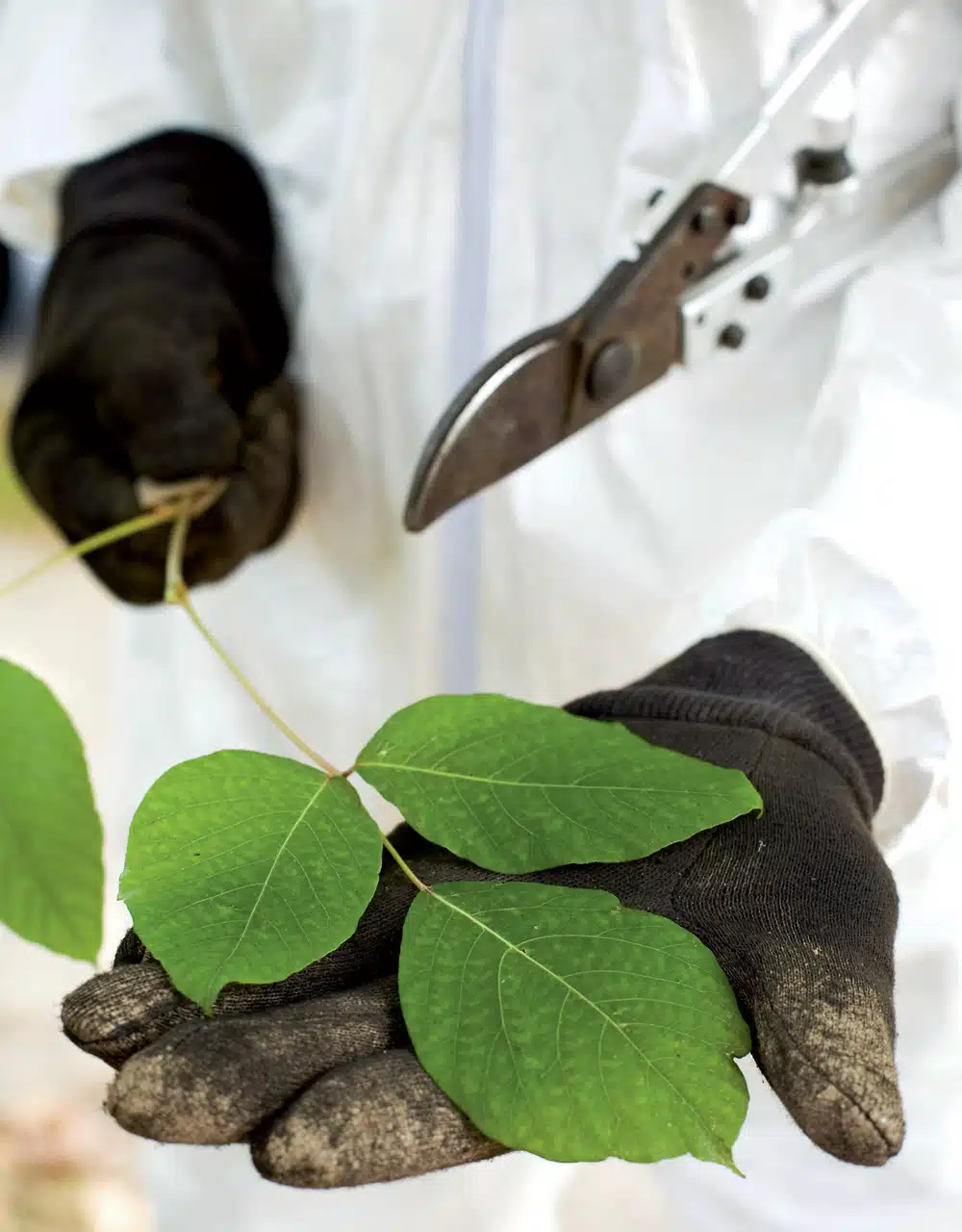 How to Get Rid of Poison Ivy | Ask the Expert - New England