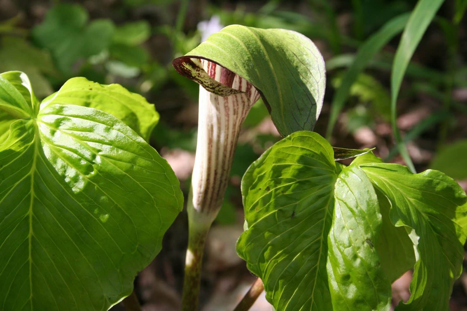 Are Jack-in-the-Pulpits Poisonous? | Jack-in-the-Pulpit Facts - New England