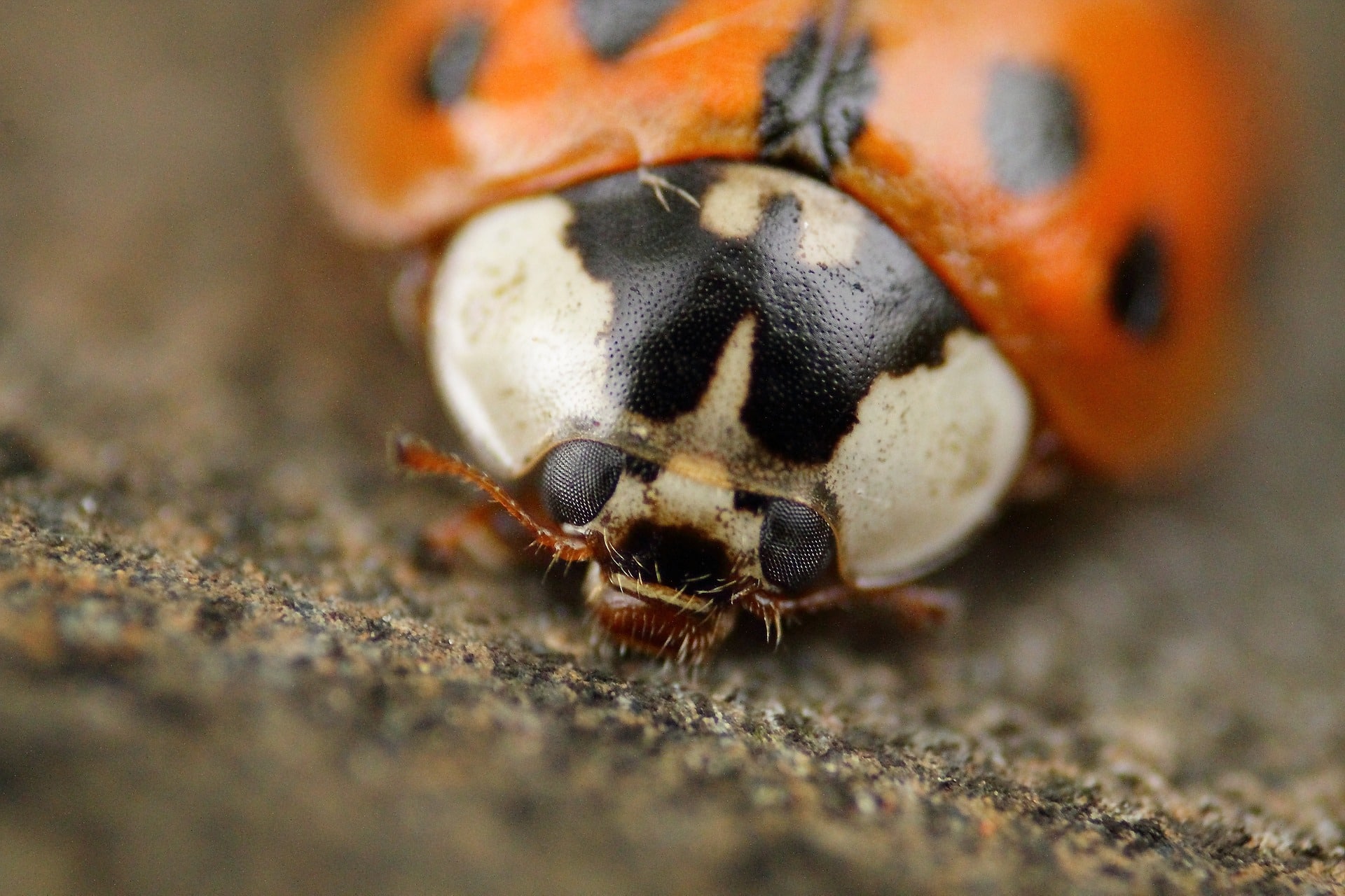 What Do Ladybugs Eat All About Ladybugs New England Today What Do Ladybugs Eat All About Ladybugs New England Today