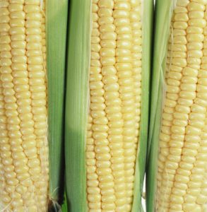 Corn Recipes