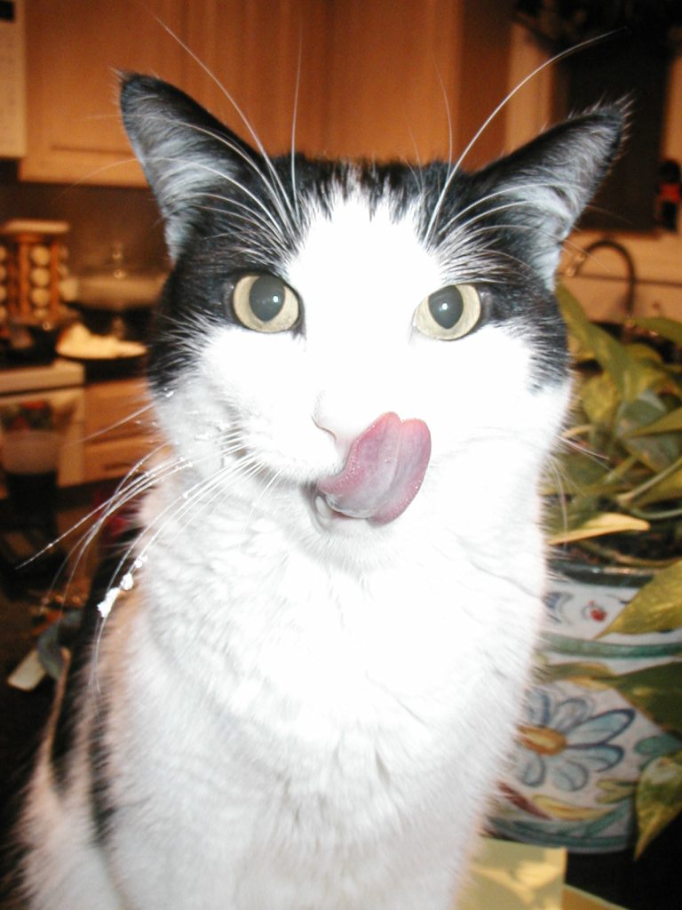 Mr. Oreo