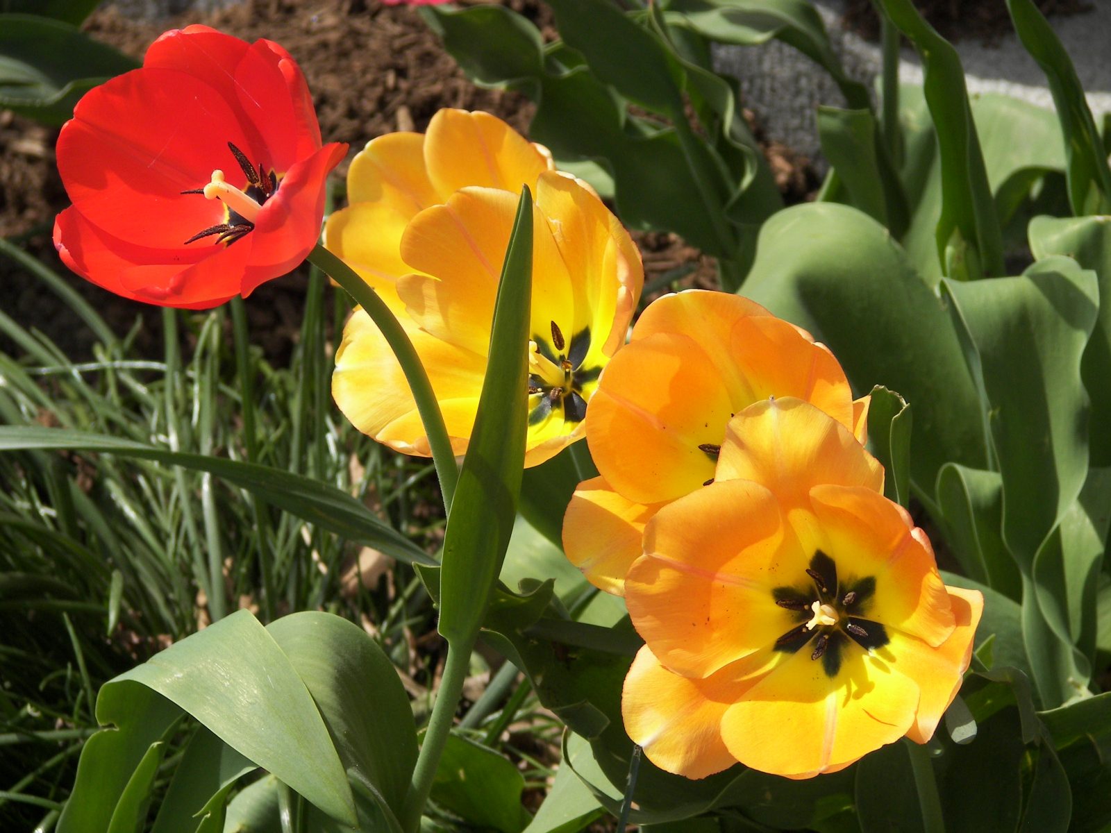 Spring has Sprung! - New England