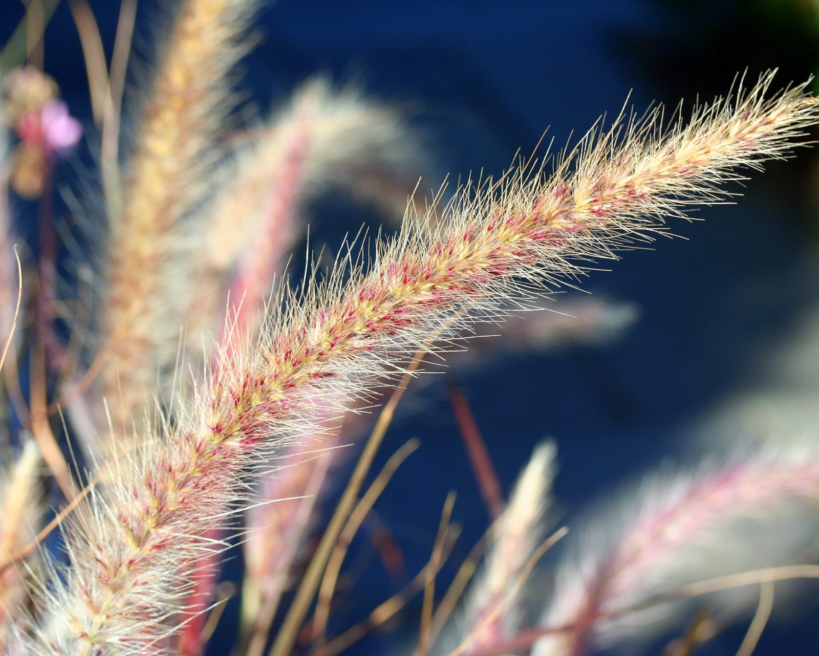 Grasses~Summer - New England