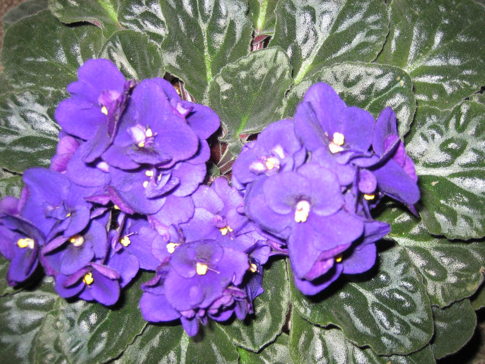 Violets