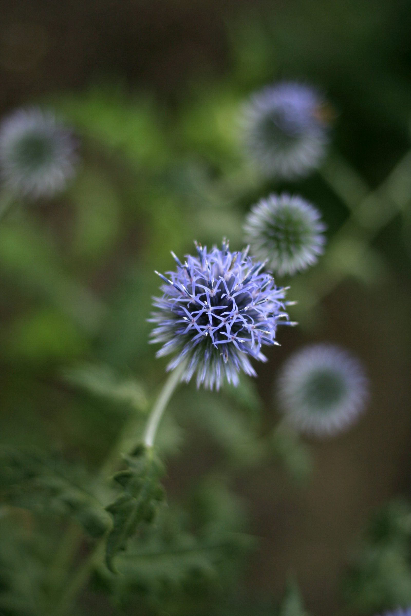 Blue Thistle