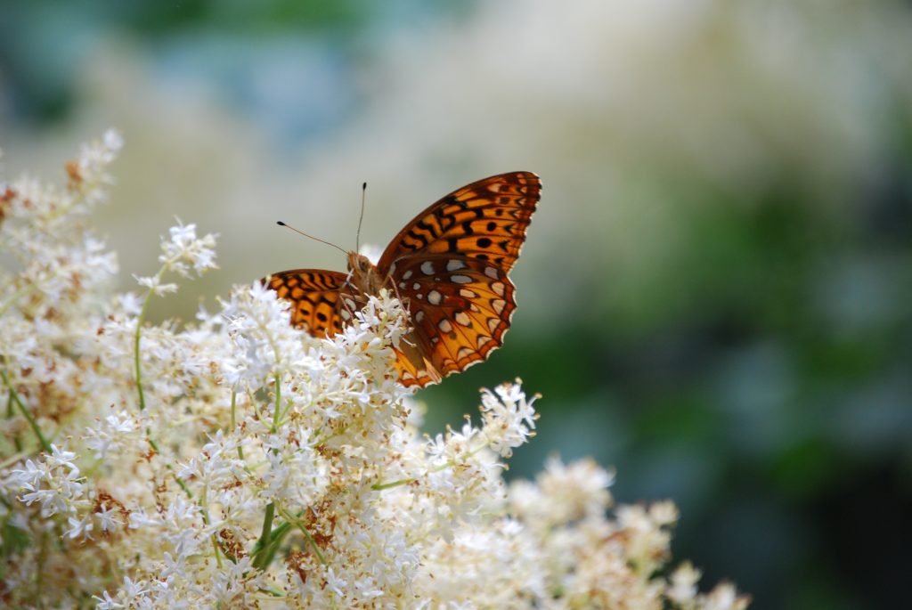 Butterfly