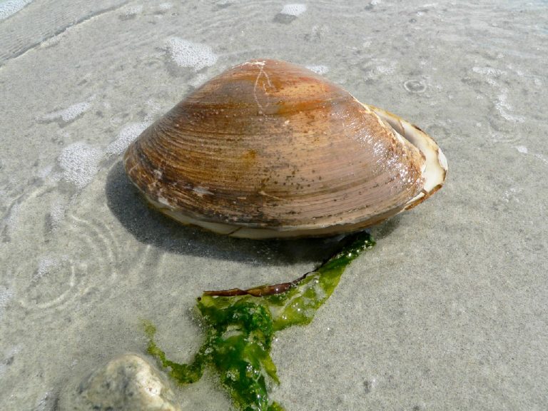 Quahog - New England