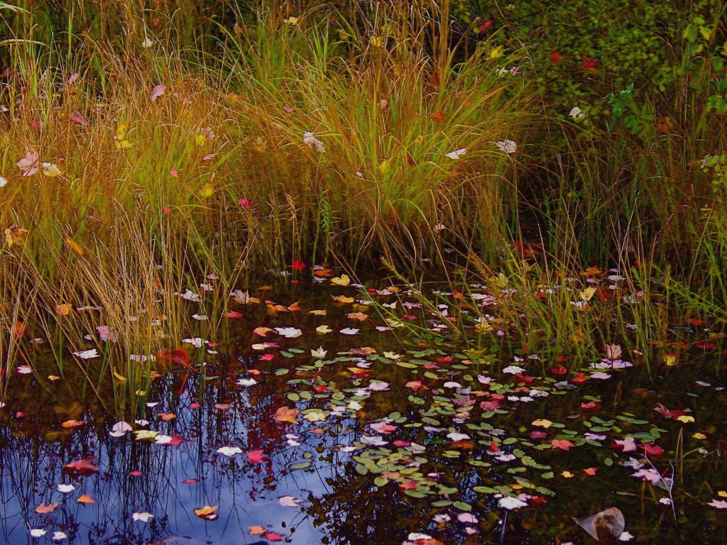 Fall Pond - New England