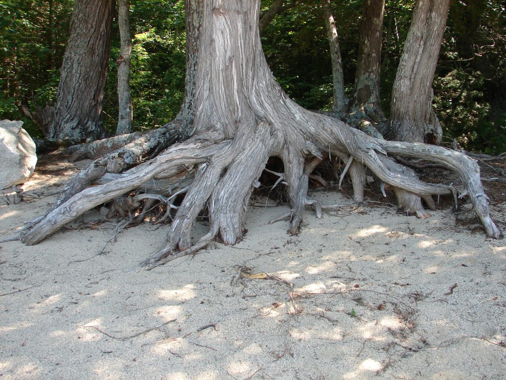 Rooted