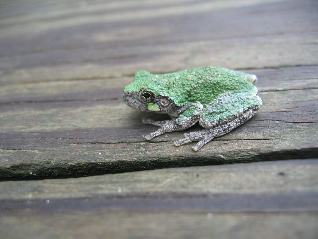 Tree Frog - New England