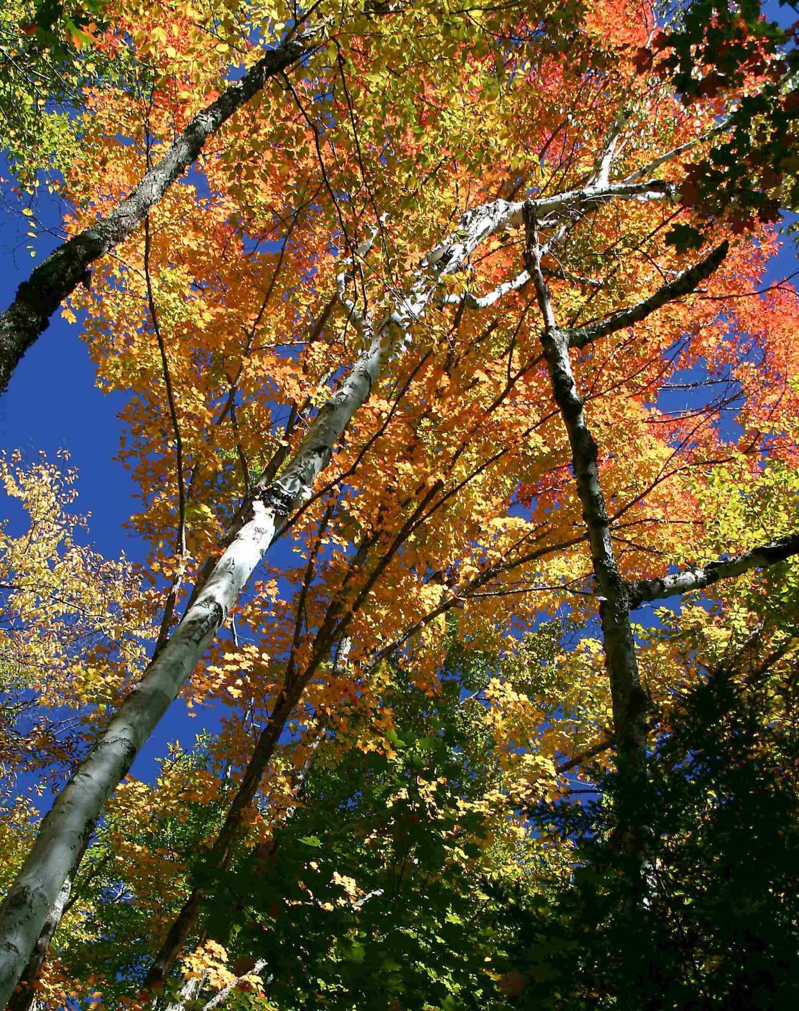 Ripley Fall Trail - NH - New England